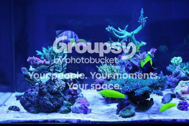 How to successfully keep SPS Corals! | Reef2Reef