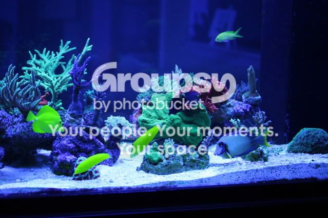 How to successfully keep SPS Corals! | Reef2Reef